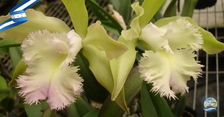 La Flor Nacional de Honduras la orquídea Rhyncholaelia Digbyana ...