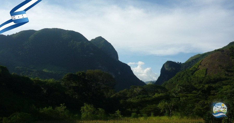 El pino el árbol nacional de honduras (Pinus oocarpa) - EspacioHonduras