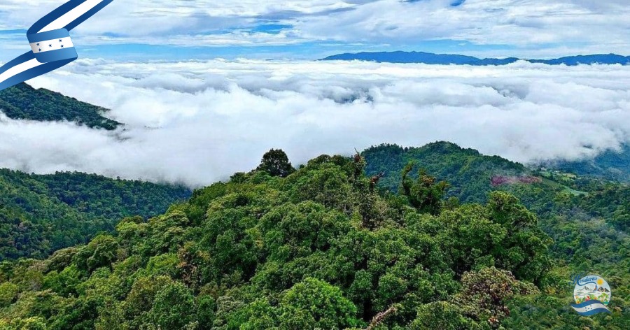 La Reserva Biológica El Güisayote - EspacioHonduras