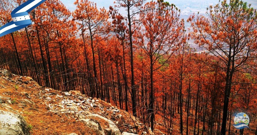 El pino el árbol nacional de honduras (Pinus oocarpa) - EspacioHonduras